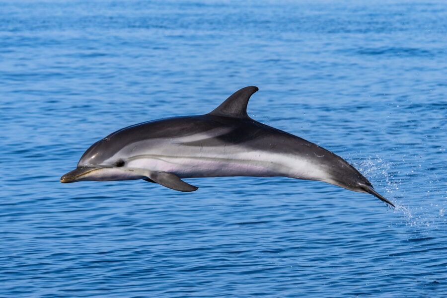 Photo contest "Deep blue", 2022 edition - Life Conceptu Maris