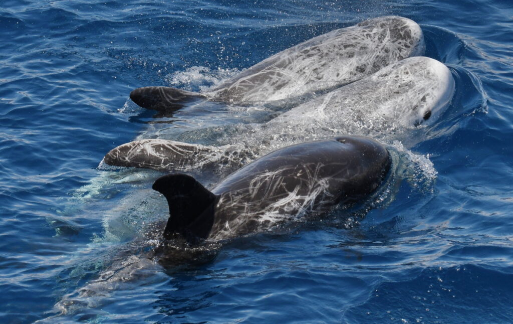 Photo contest "Deep blue", 2022 edition - Life Conceptu Maris